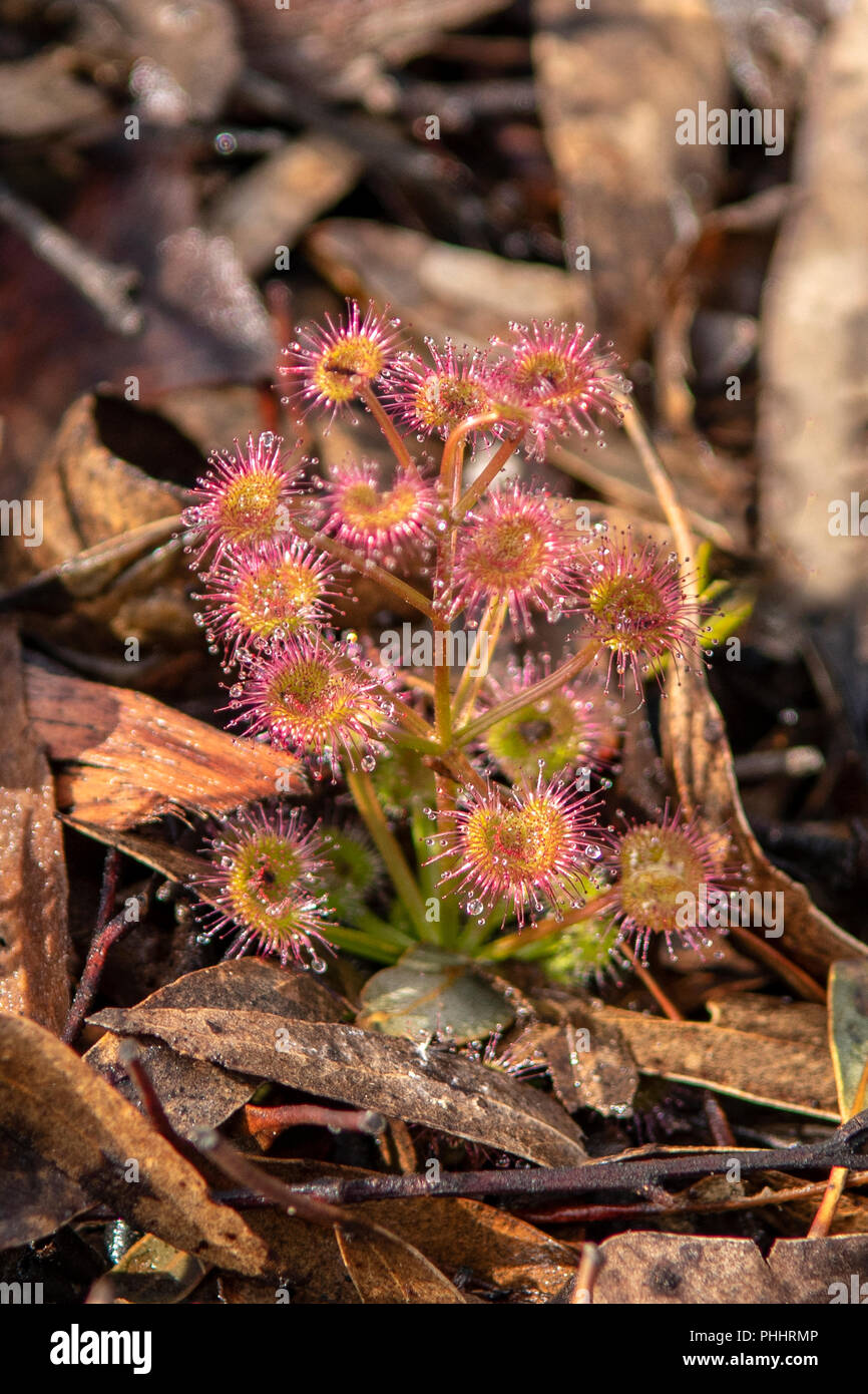 Sturdy hi-res stock photography and images - Alamy