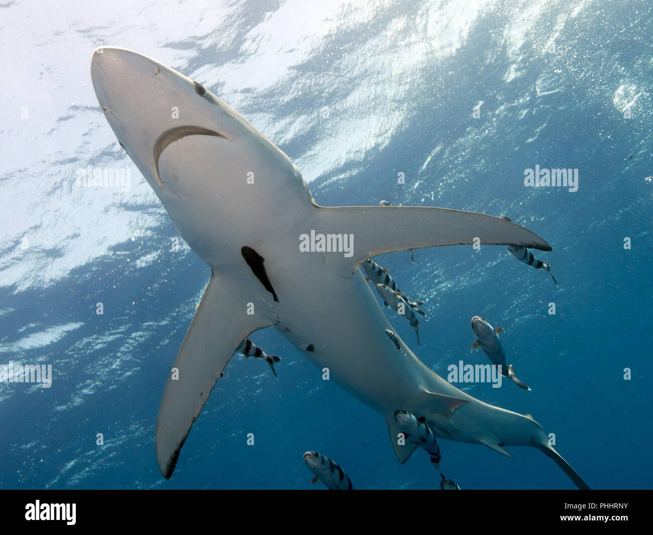 Shark atlantic africa hi-res stock photography and images - Alamy