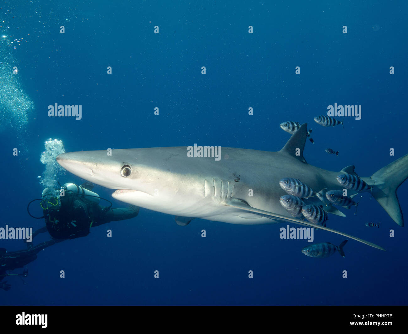 Shark atlantic africa hi-res stock photography and images - Alamy