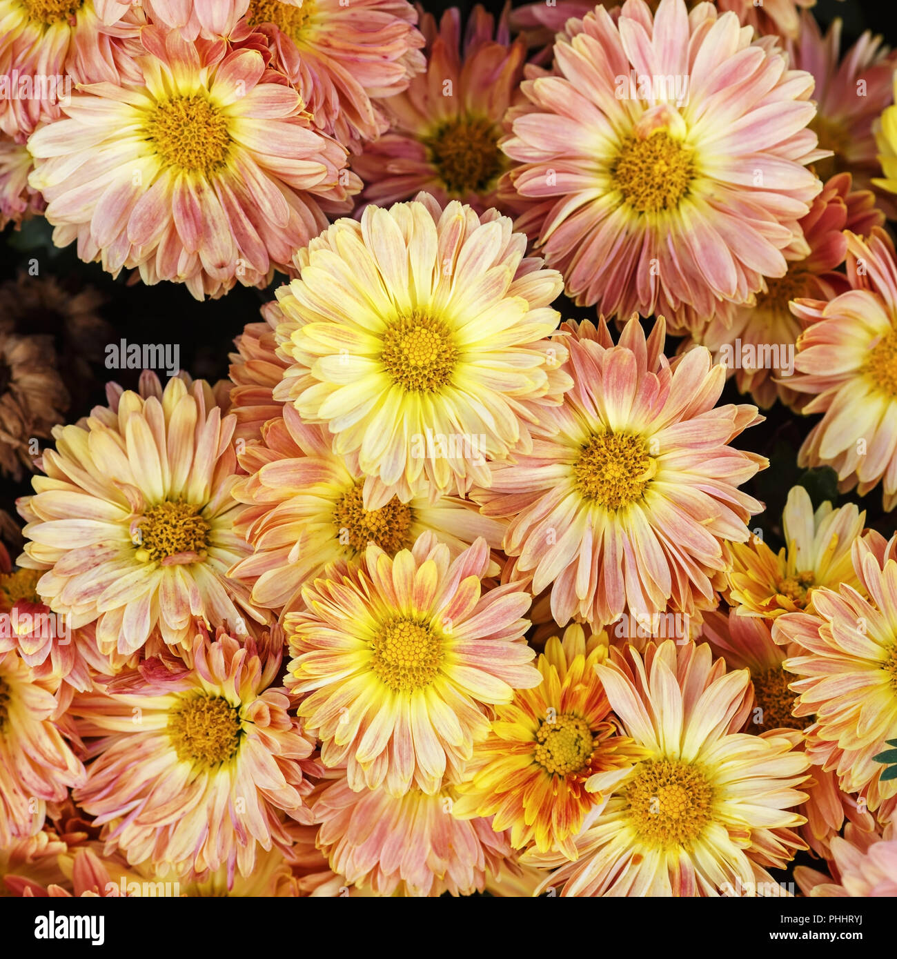 Colorful su flowers hi-res stock photography and images - Alamy