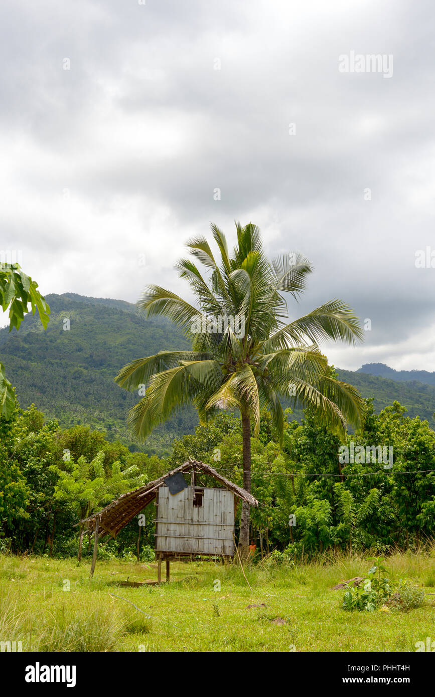 jungle home in mindoro philippines lush green forest Stock Photo - Alamy