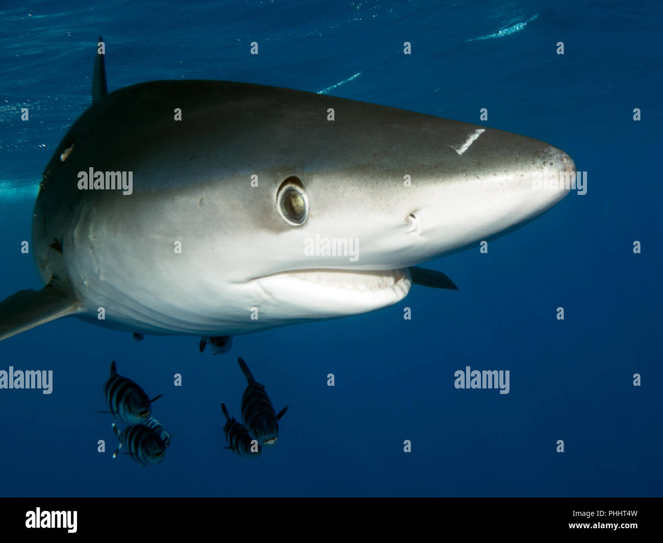 Blue shark azores hi-res stock photography and images - Alamy