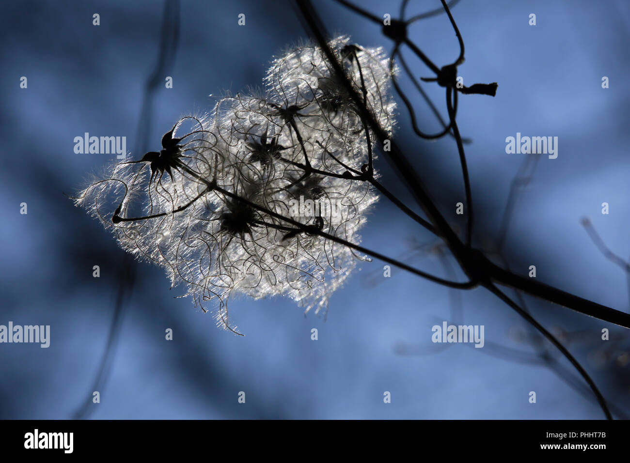 Common clematis (Clematis vitalba) seedling in backlight Stock Photo ...