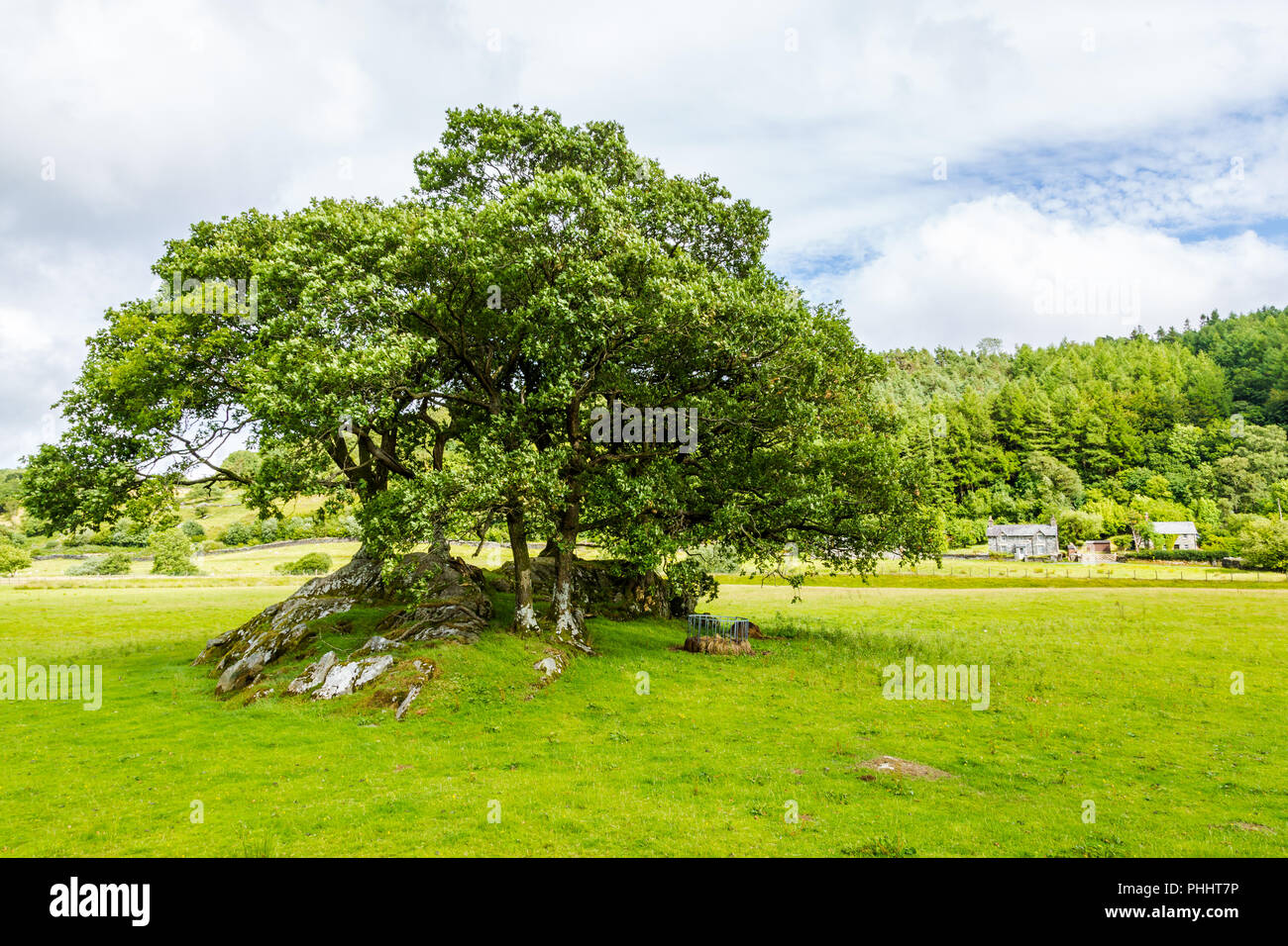 Group of trees in farmland Stock Photo - Alamy