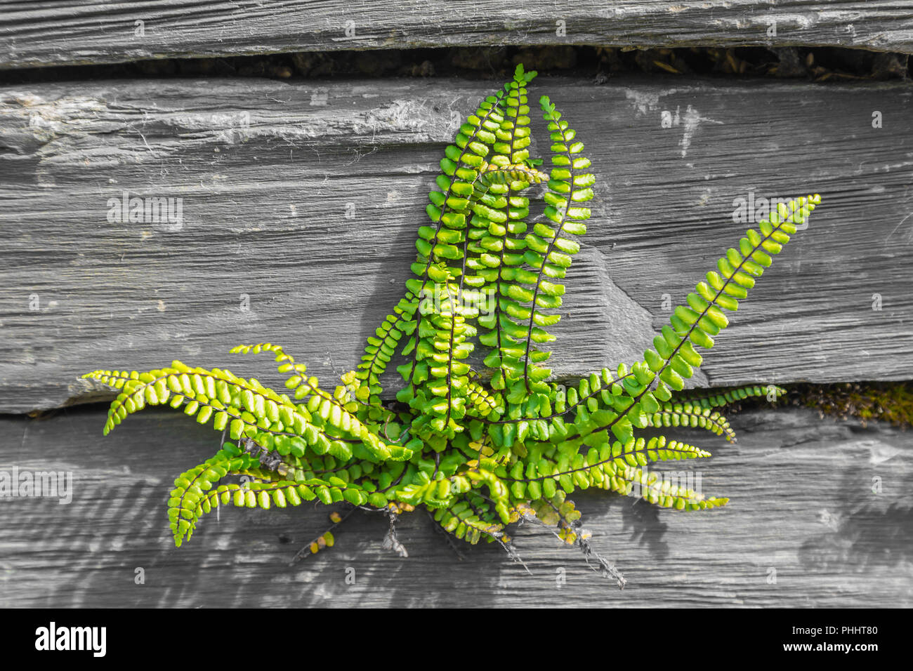 Rough Tree Fern High Resolution Stock Photography and Images - Alamy