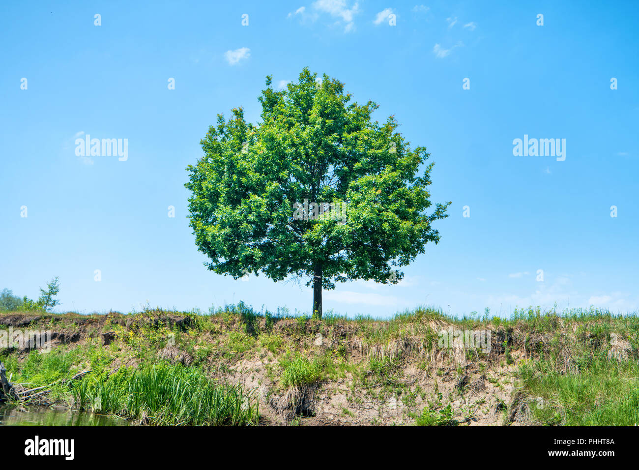 Leafy green stem branches hi-res stock photography and images - Alamy