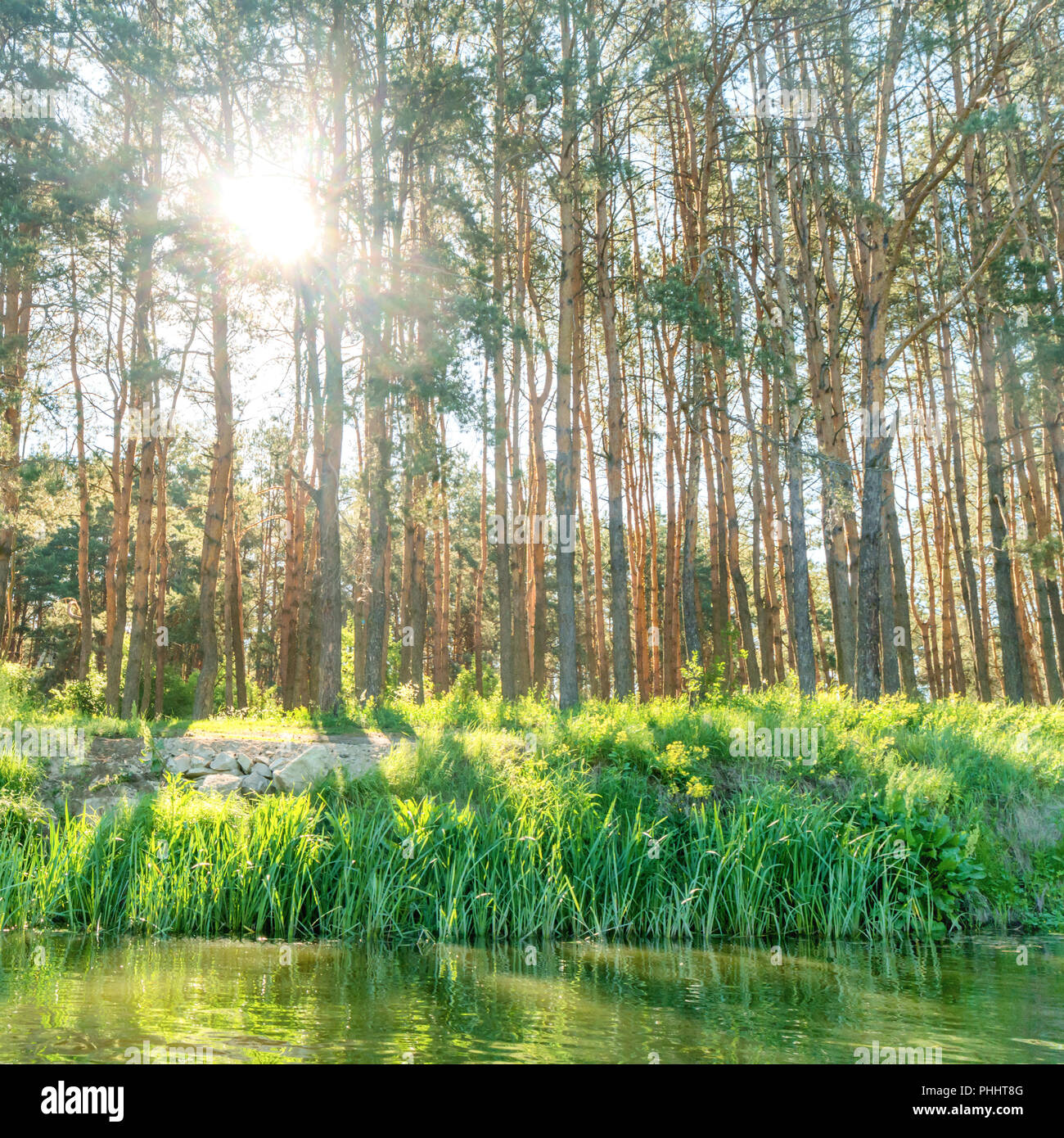 Green forest with shining sun Stock Photo - Alamy
