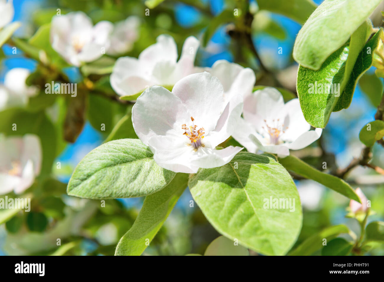 Quince tree hi-res stock photography and images - Alamy