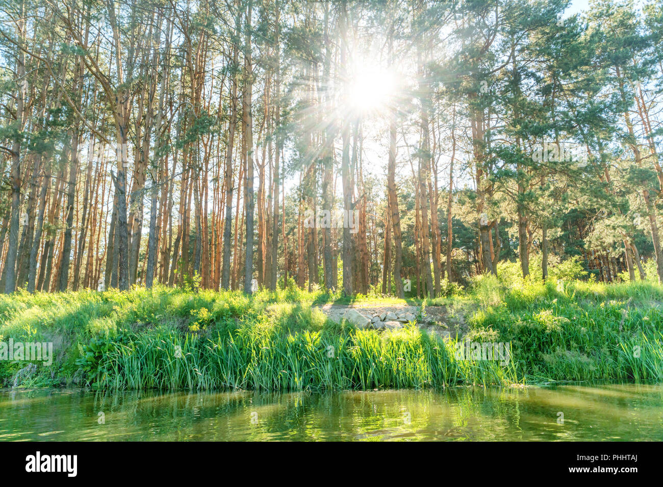 Beautiful forest shining sun rays hi-res stock photography and images ...