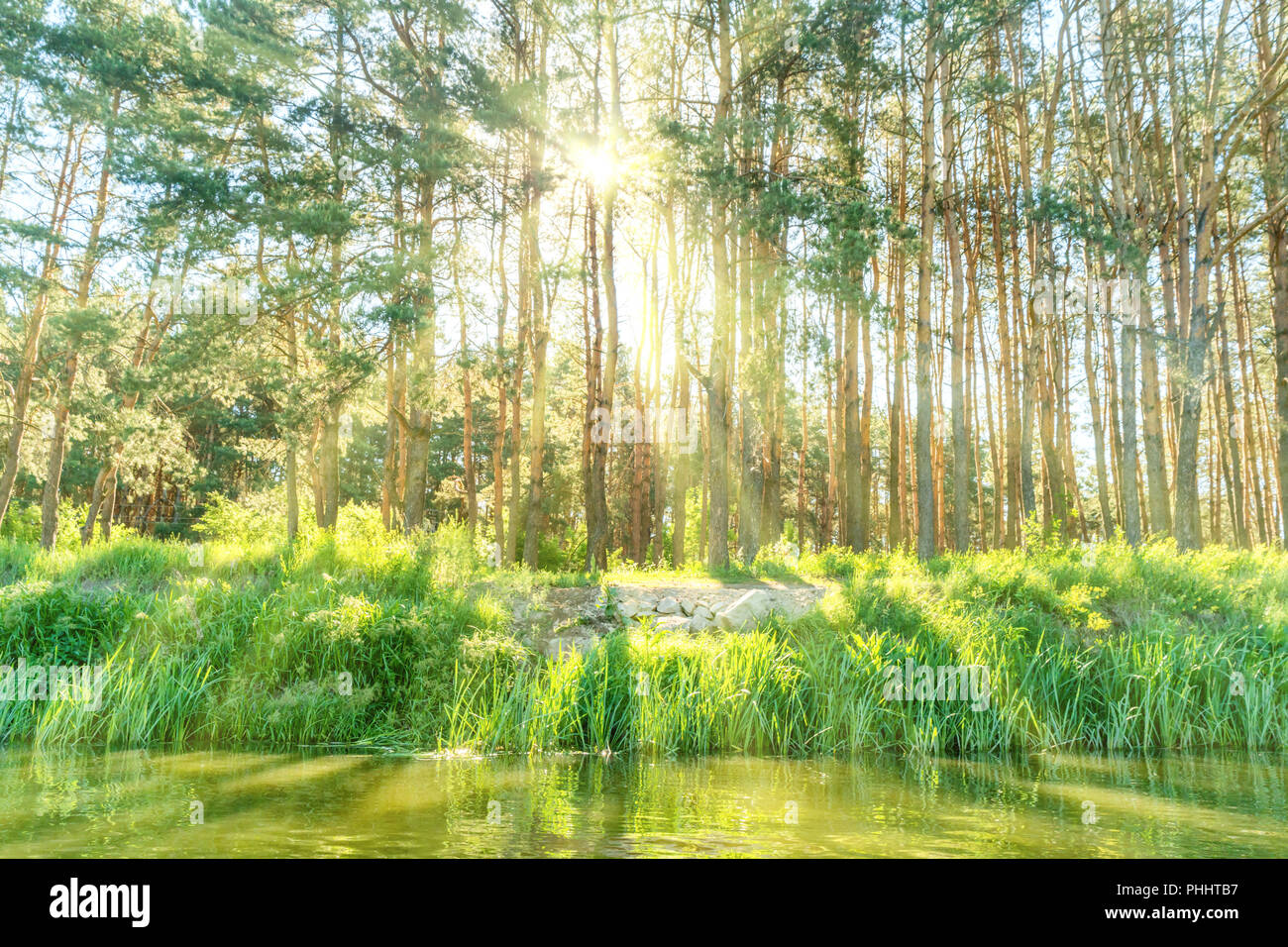 Beautiful forest shining sun rays hi-res stock photography and images ...