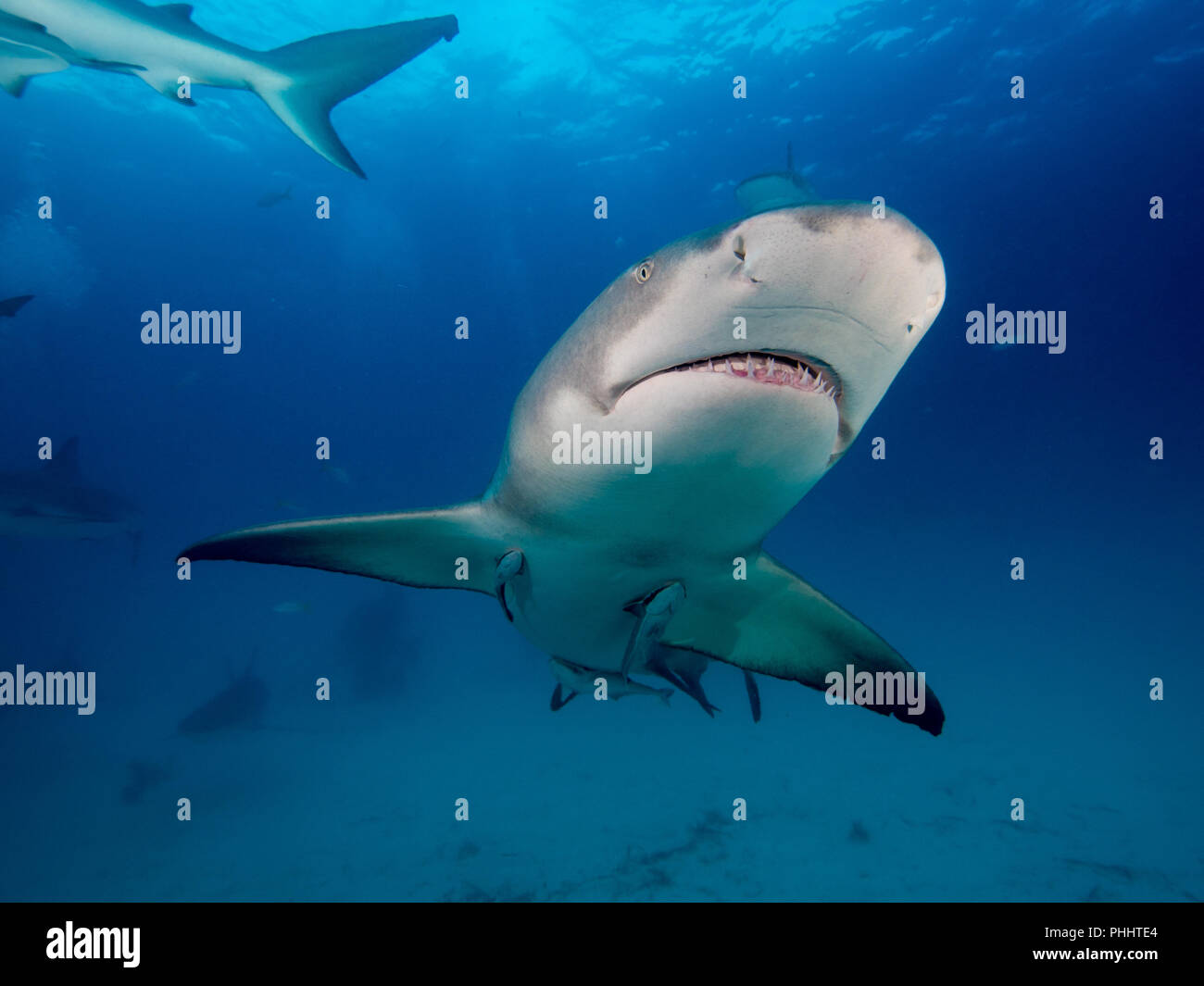 Black haie hi-res stock photography and images - Alamy