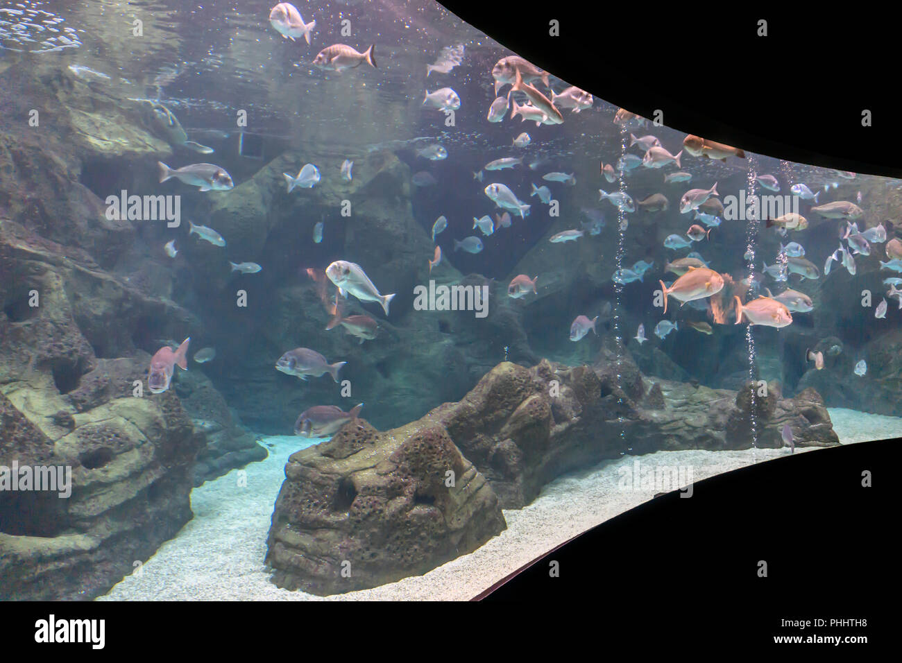 Various Fish Species at Cretaquarium in Heraklion, Crete - Greece Stock ...