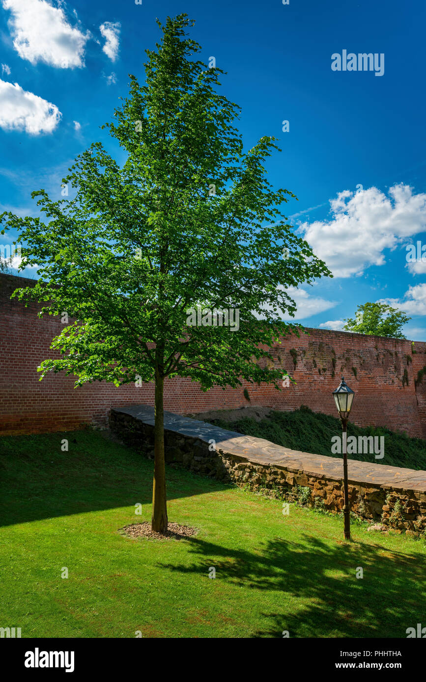 a tree in front of a wall in tangermünde Stock Photo - Alamy
