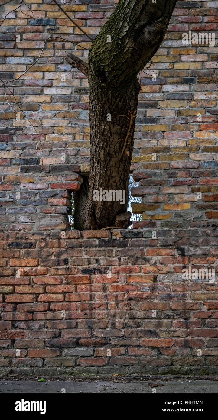 Tree grows hi-res stock photography and images - Alamy