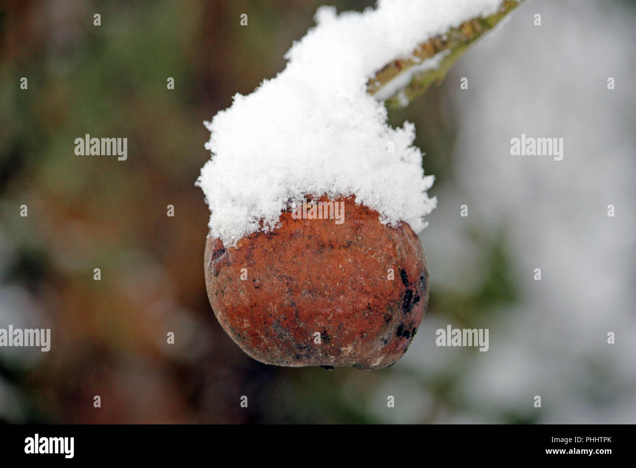 Apple in winter hi-res stock photography and images - Alamy