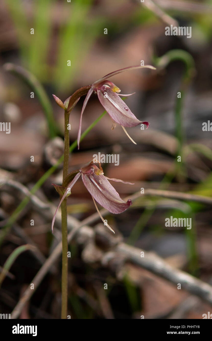 Robusta hi-res stock photography and images - Alamy
