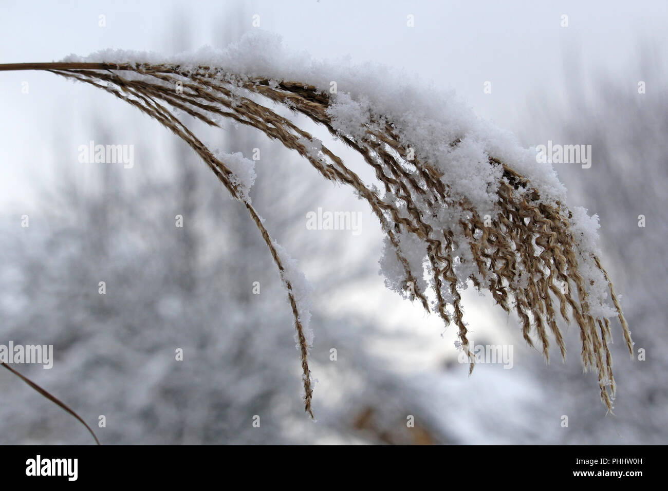 grass in winter Stock Photo - Alamy