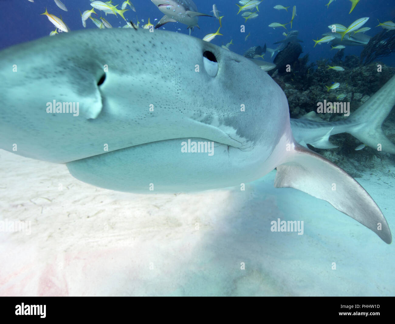 Tigershark hi-res stock photography and images - Alamy