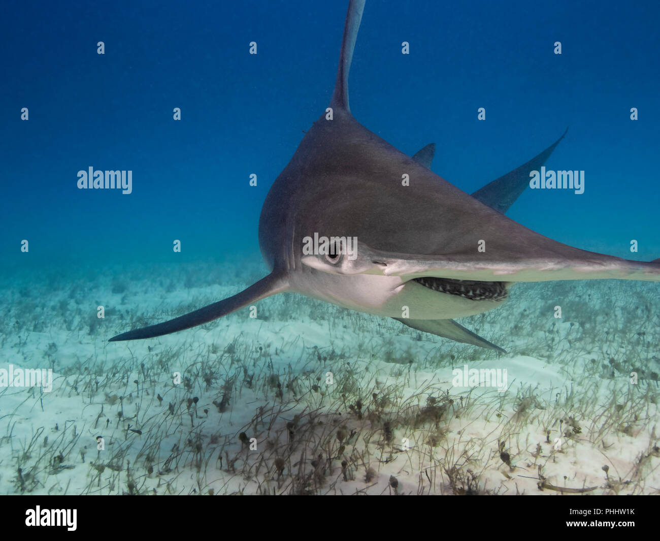 Hammer Head Shark High Resolution Stock Photography and Images - Alamy