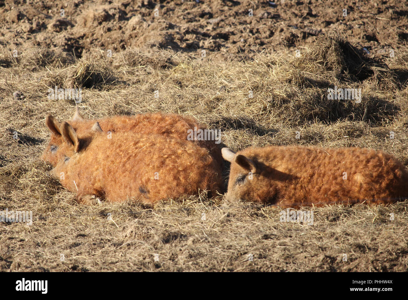 House pigs hi-res stock photography and images - Alamy