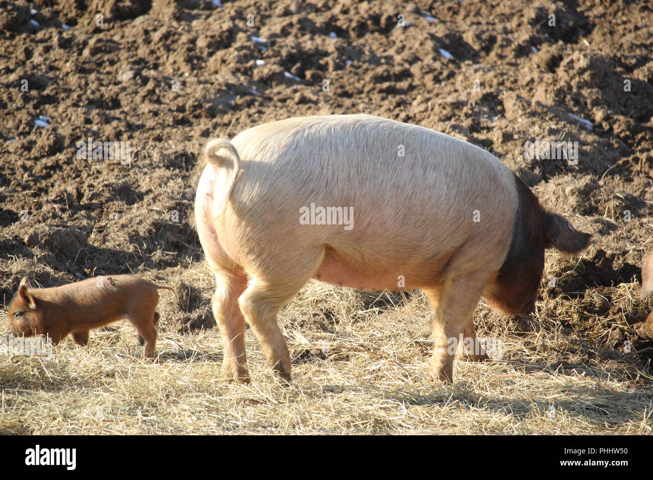 House pigs hi-res stock photography and images - Alamy