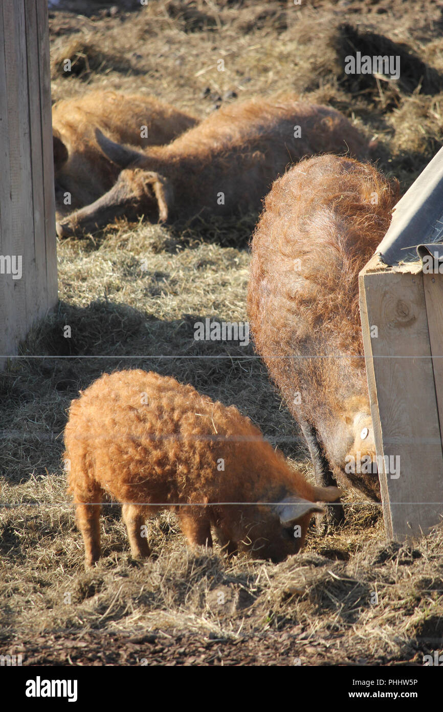 House pigs hi-res stock photography and images - Alamy