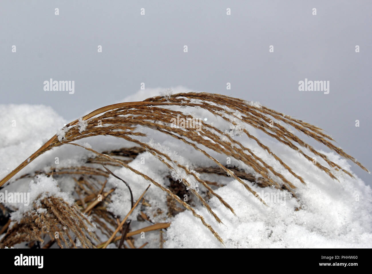 grass in winter Stock Photo - Alamy