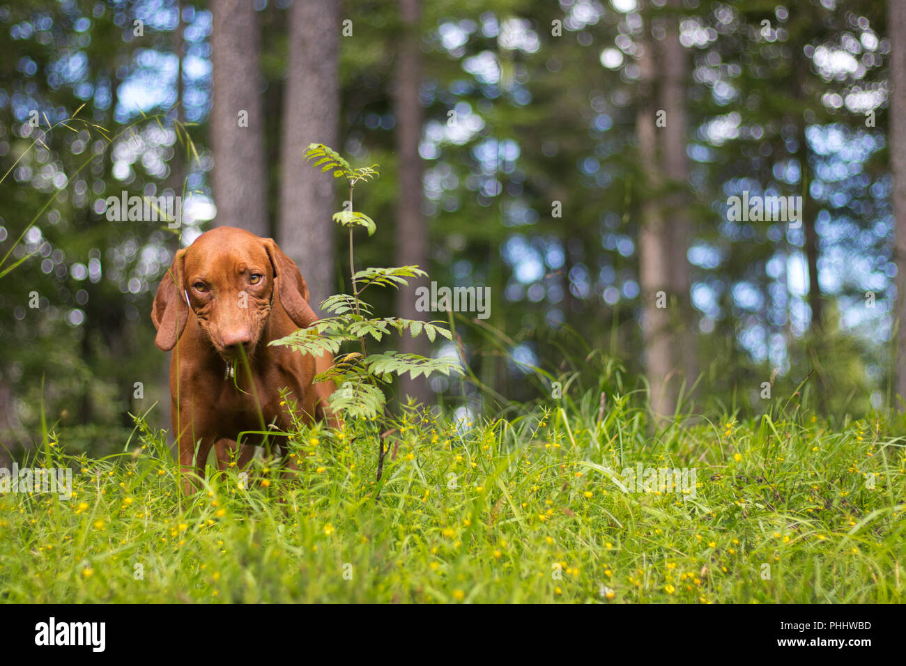 Dog in the forest Stock Photo - Alamy