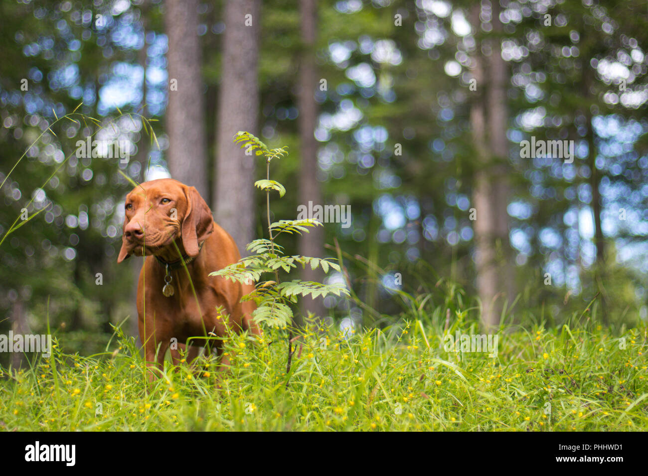 Red dog in summer forest hi-res stock photography and images - Alamy