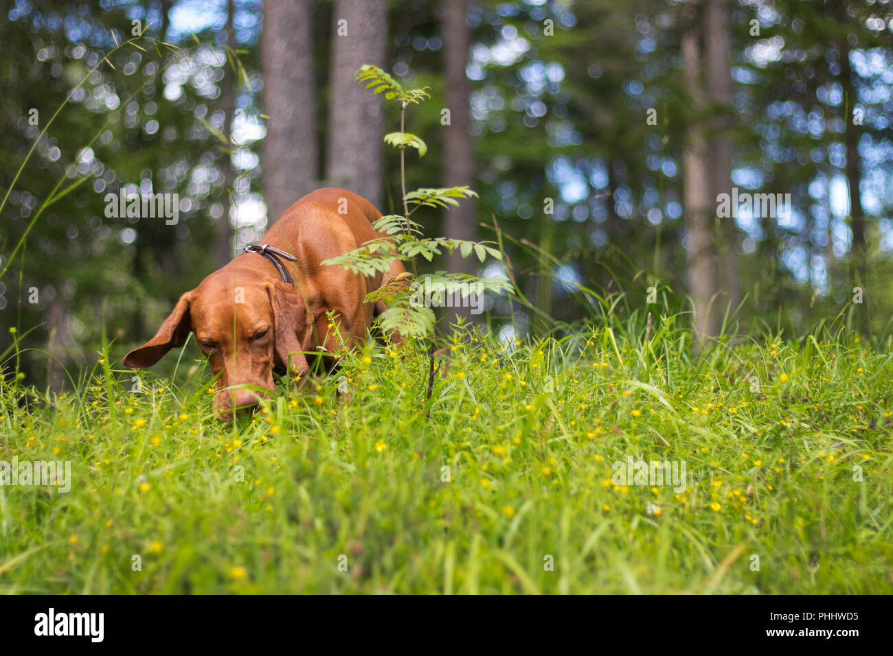 Dog in the forest Stock Photo - Alamy