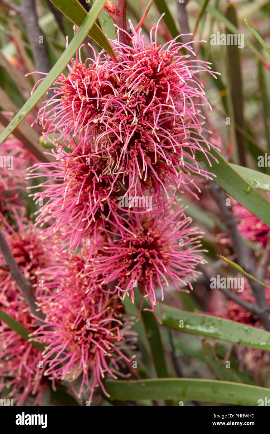 Hakea invaginata, Pink Hakea Stock Photo - Alamy