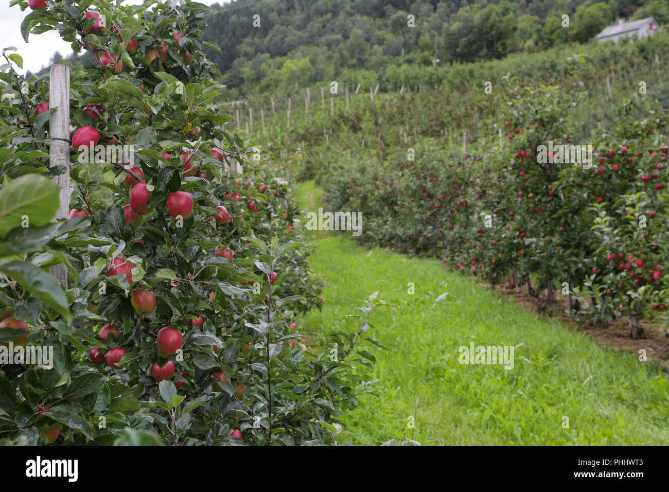 Hardanger lofthus hi-res stock photography and images - Alamy