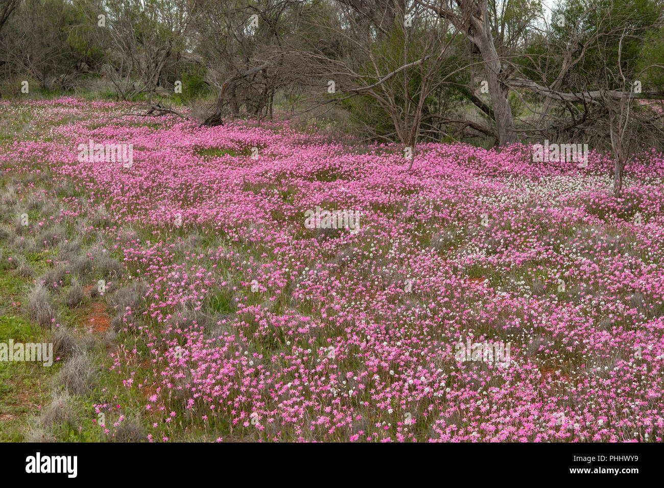 Talgomine hi-res stock photography and images - Alamy