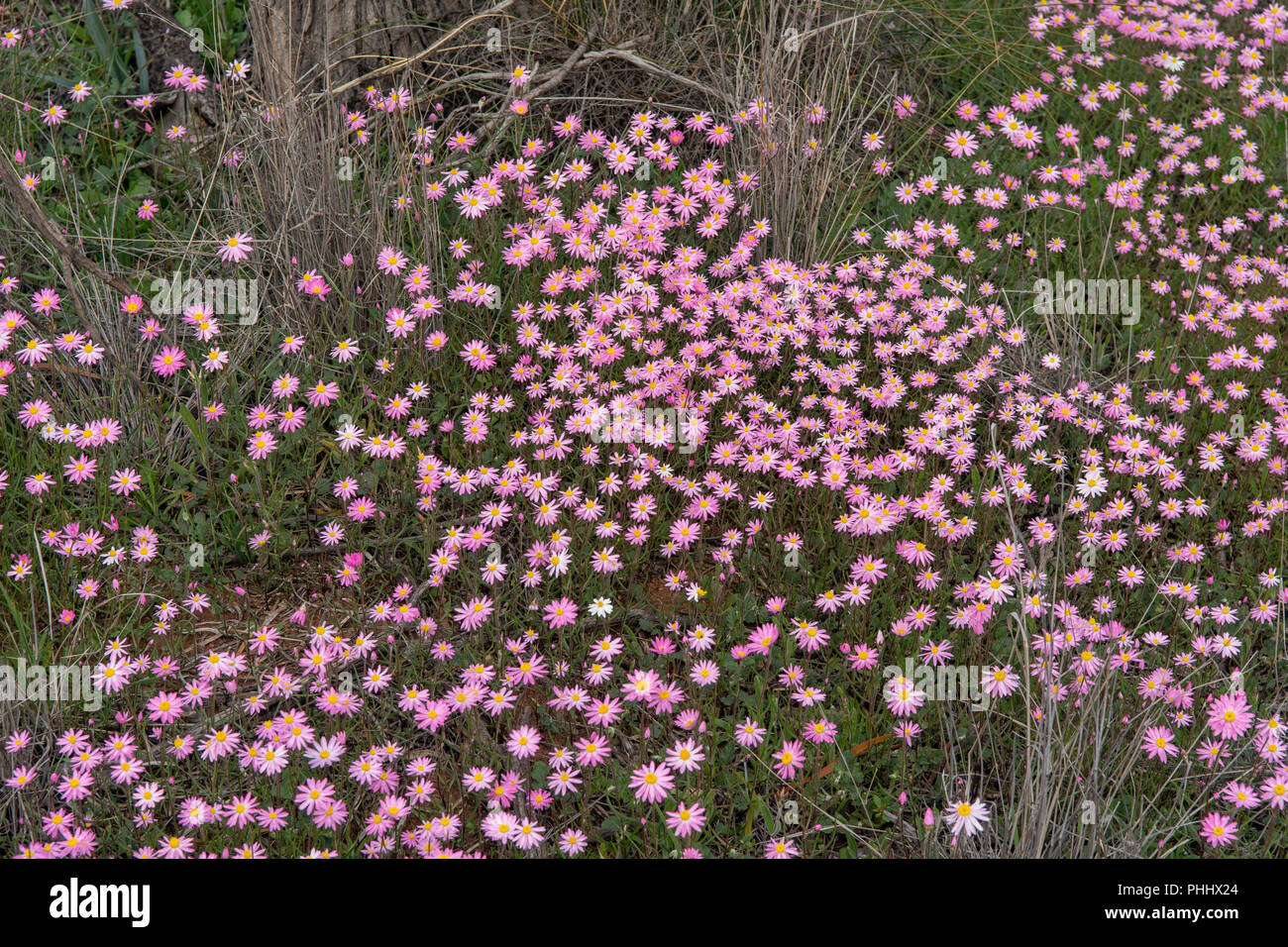 Everlastings at Talgomine Rock, near Merredin, WA, Australia Stock ...