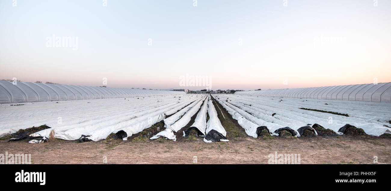 Greenhouses covered plastic film hi-res stock photography and images ...