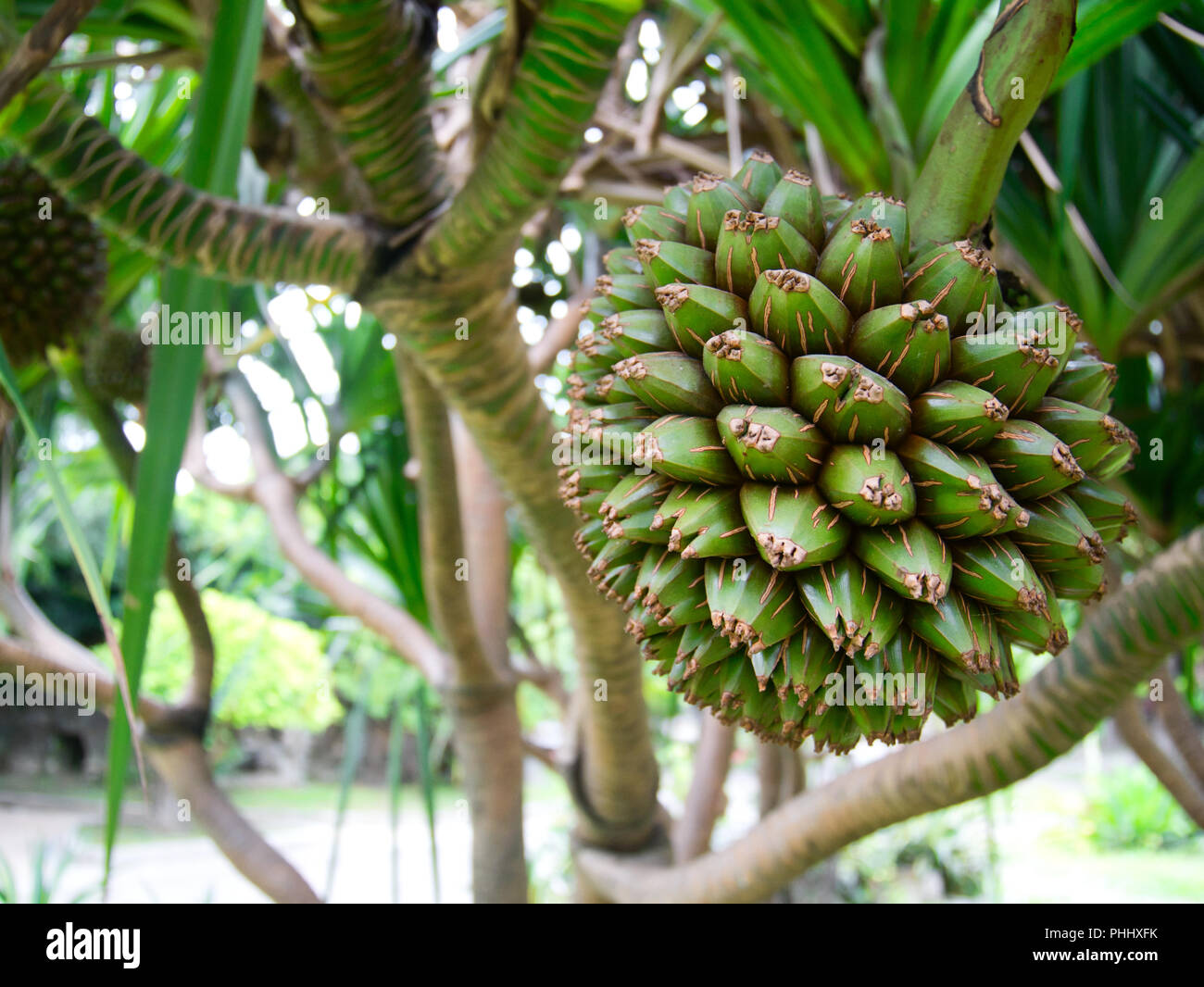 Green Pandan fruit in closeup with screwpalm / pandan tree with more ...