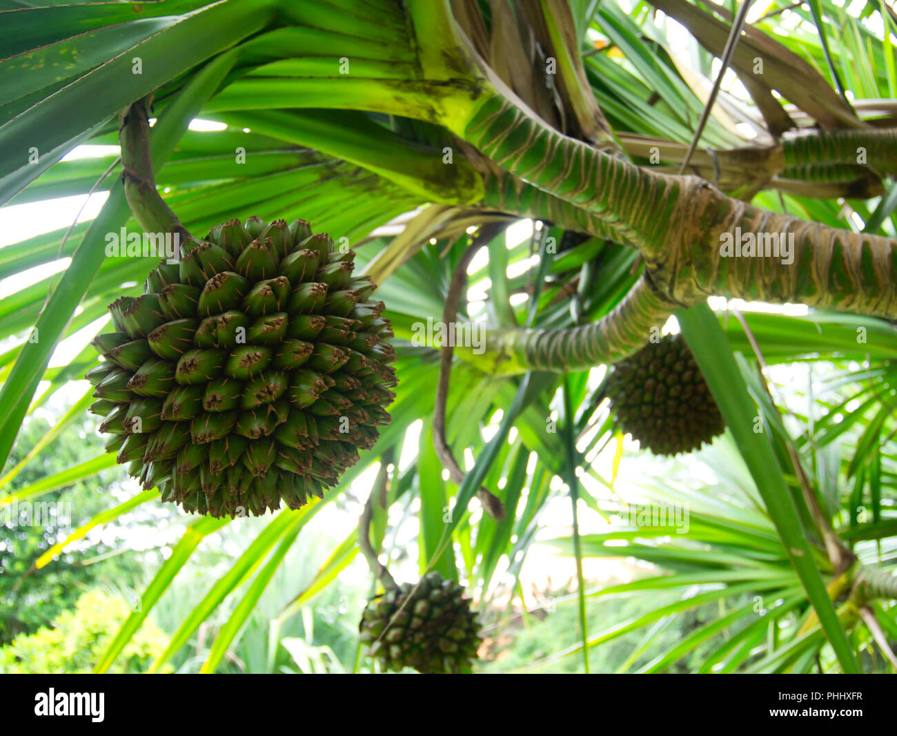 Green Pandan fruit with screwpalm / pandan tree with more fruits in the ...