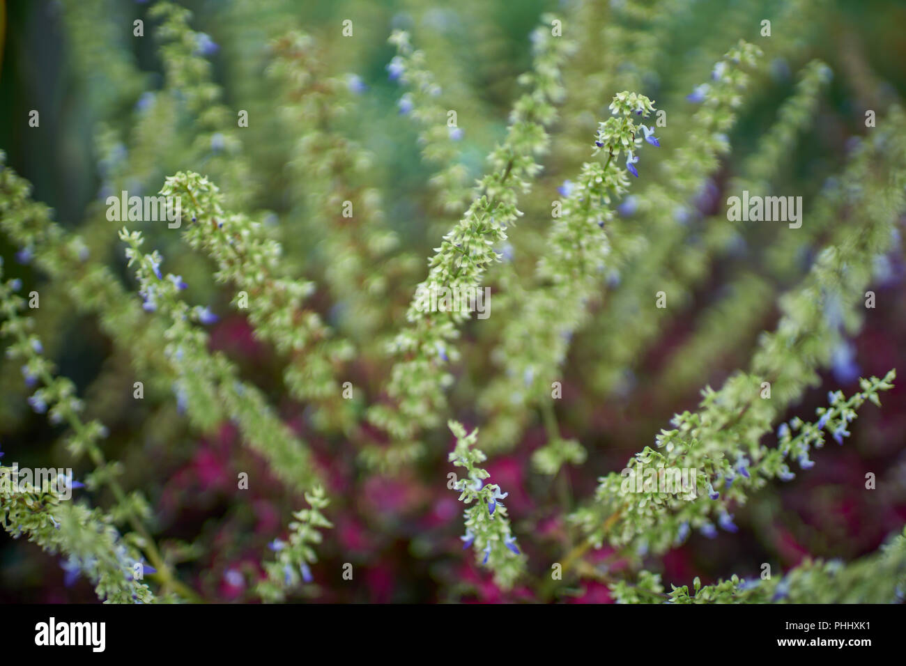 Coleus blumei colorfull plant Stock Photo - Alamy