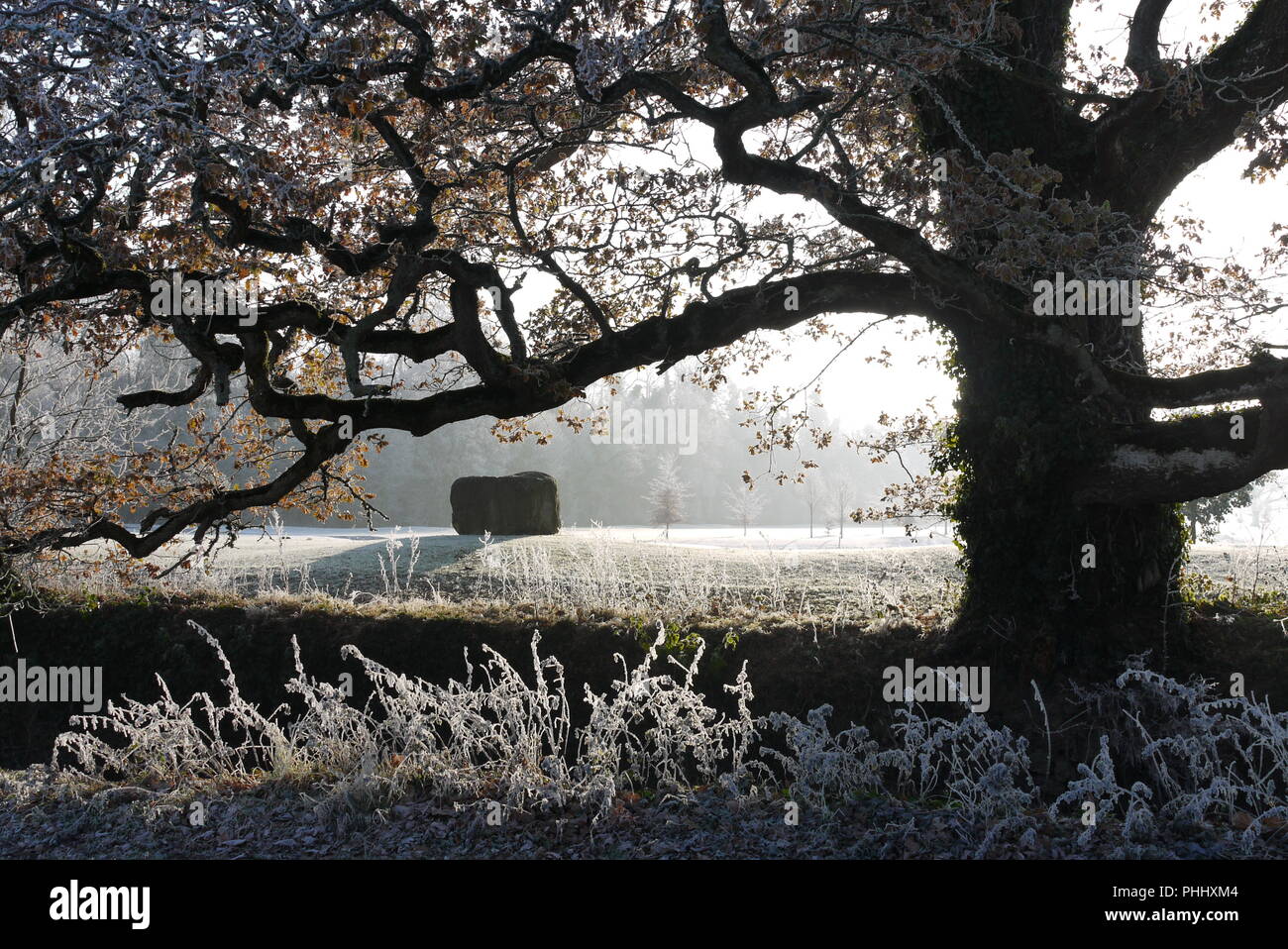 White field in the morning - snow and frost Stock Photo - Alamy
