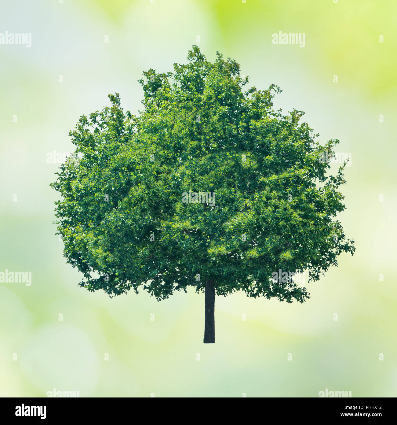 Green botanic tree hi-res stock photography and images - Alamy