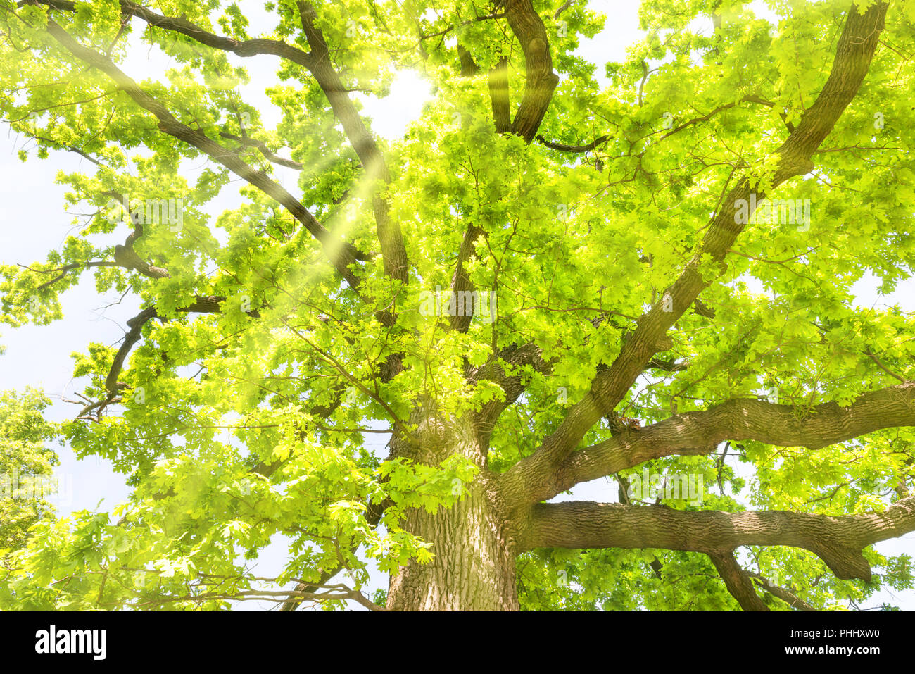 Big old oak tree Stock Photo - Alamy