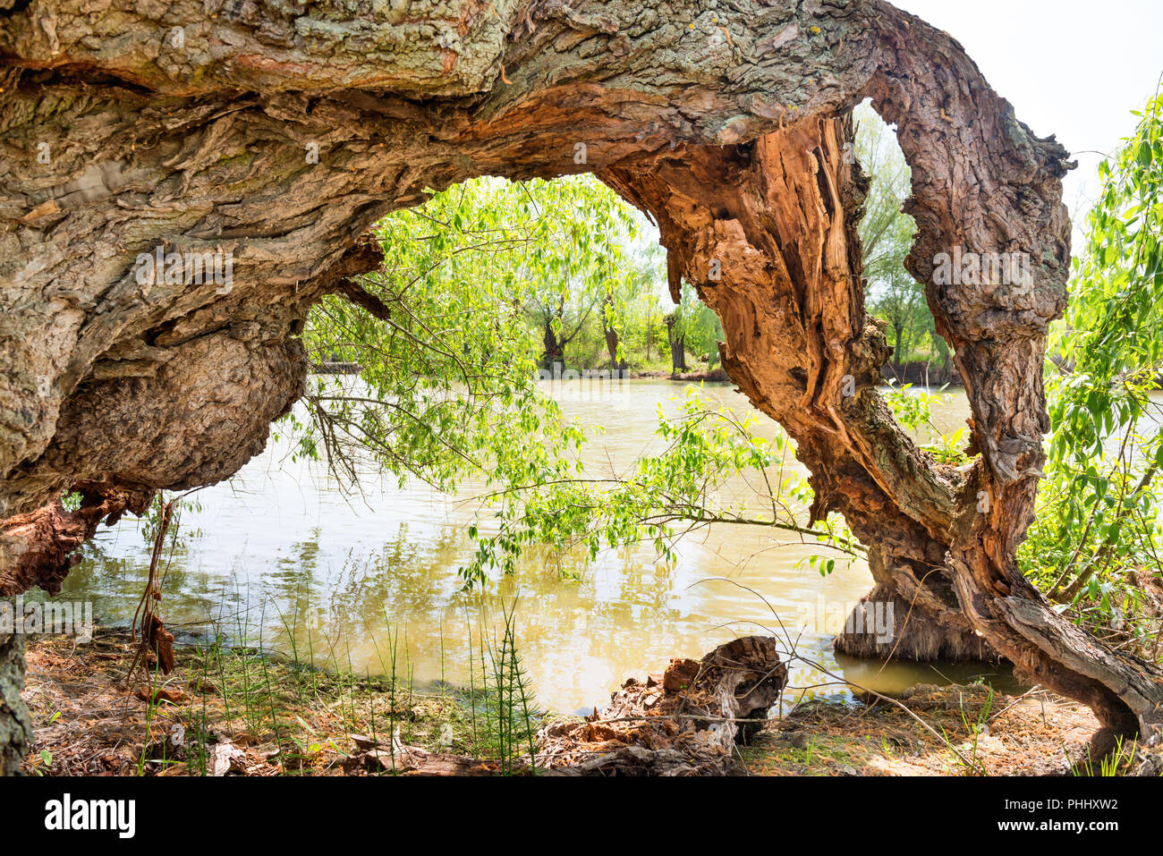 Tree stump in water hi-res stock photography and images - Alamy