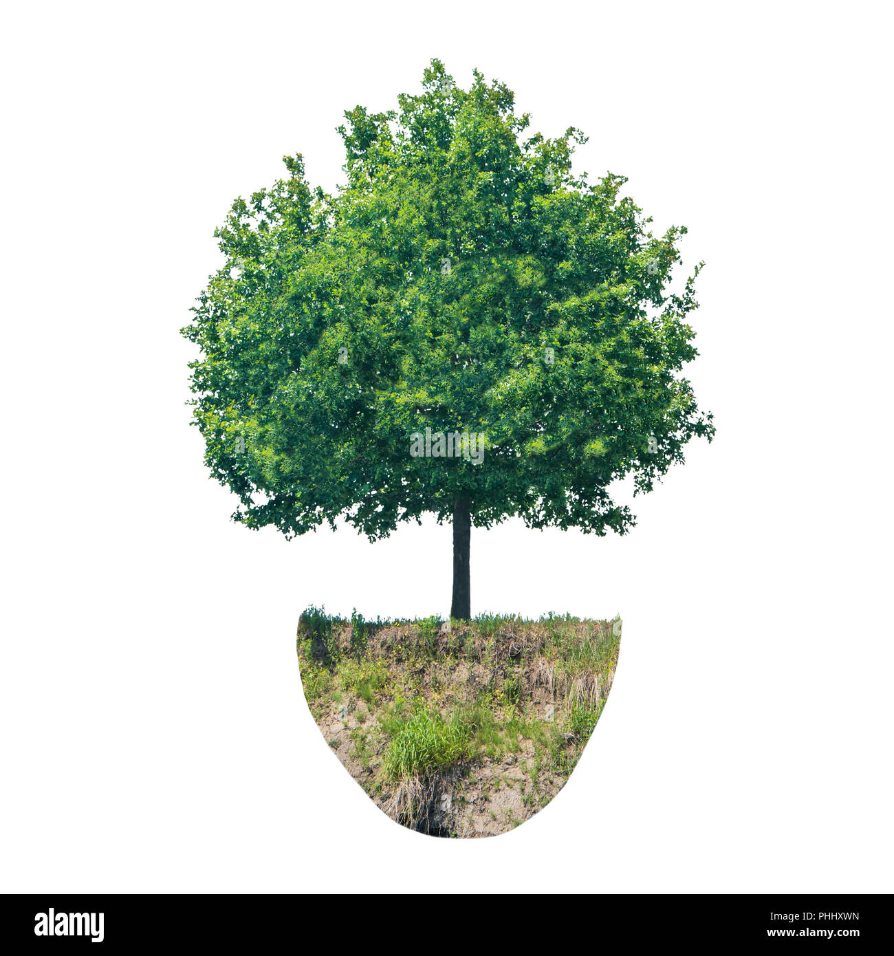 Roots large tree Cut Out Stock Images & Pictures - Alamy