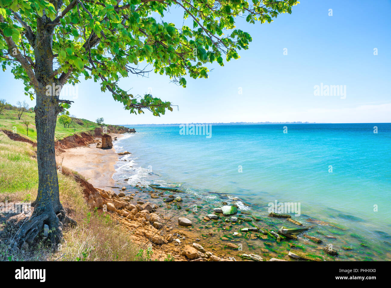 Big green tree on the beach Stock Photo - Alamy