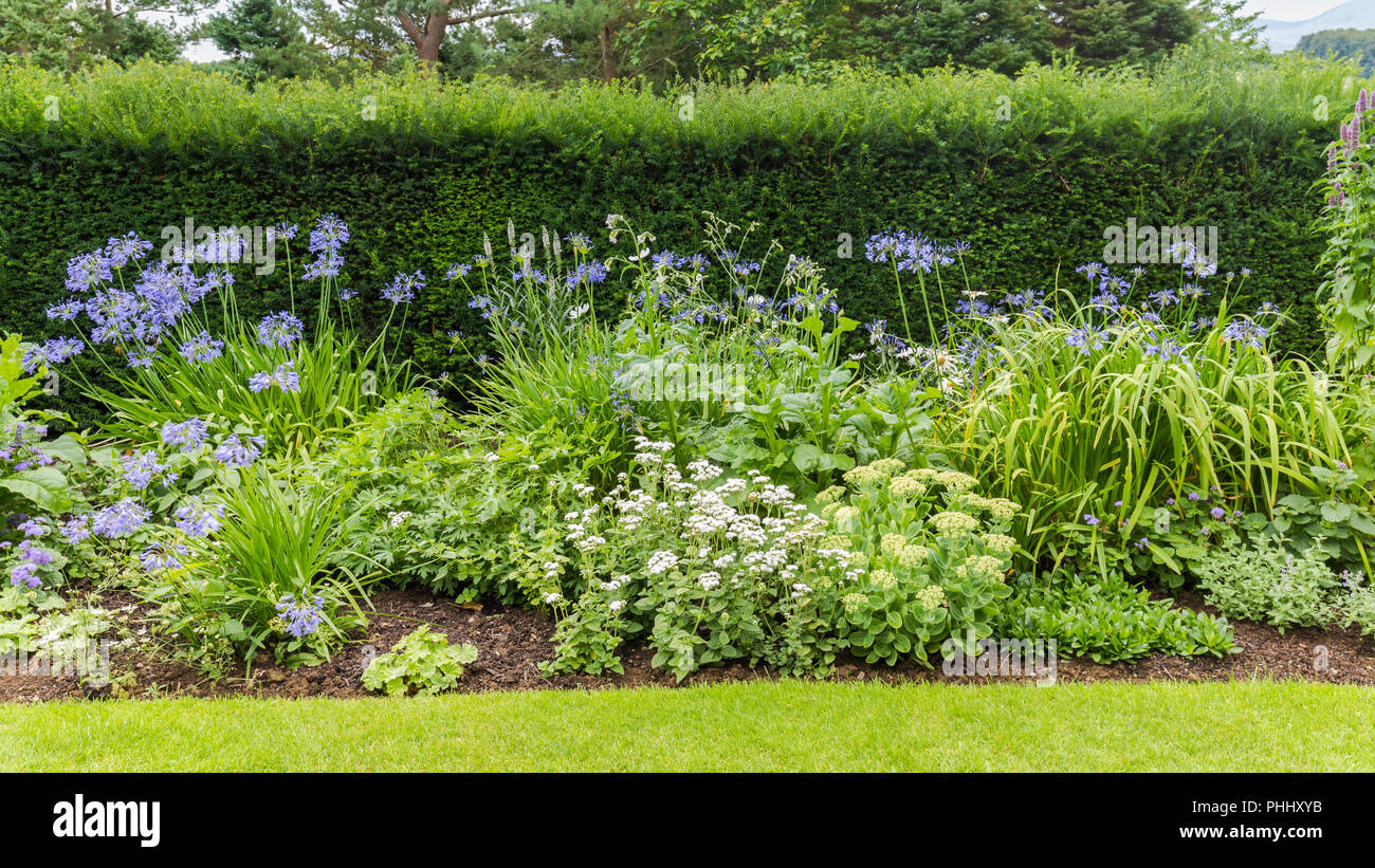 Garden border with a variety of blue flowers Stock Photo - Alamy