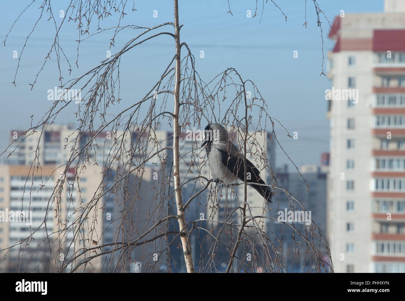 raven on a tree branch Stock Photo - Alamy