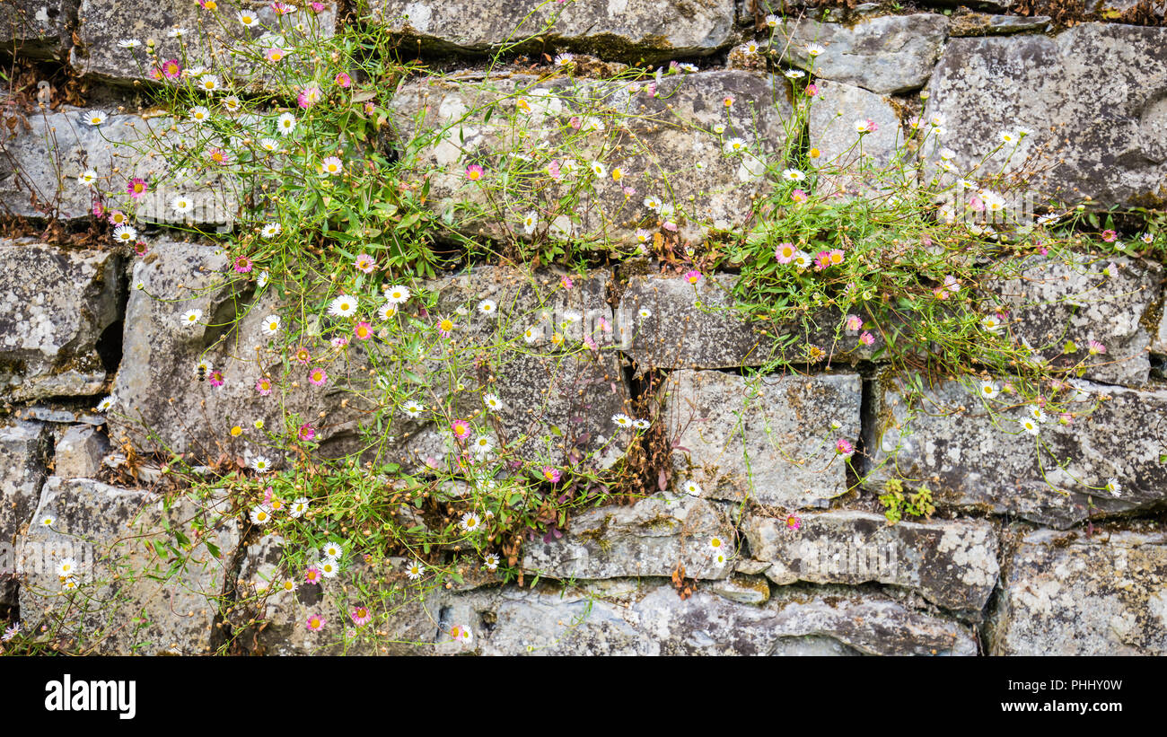 Little flowers on an old brick wall Stock Photo - Alamy