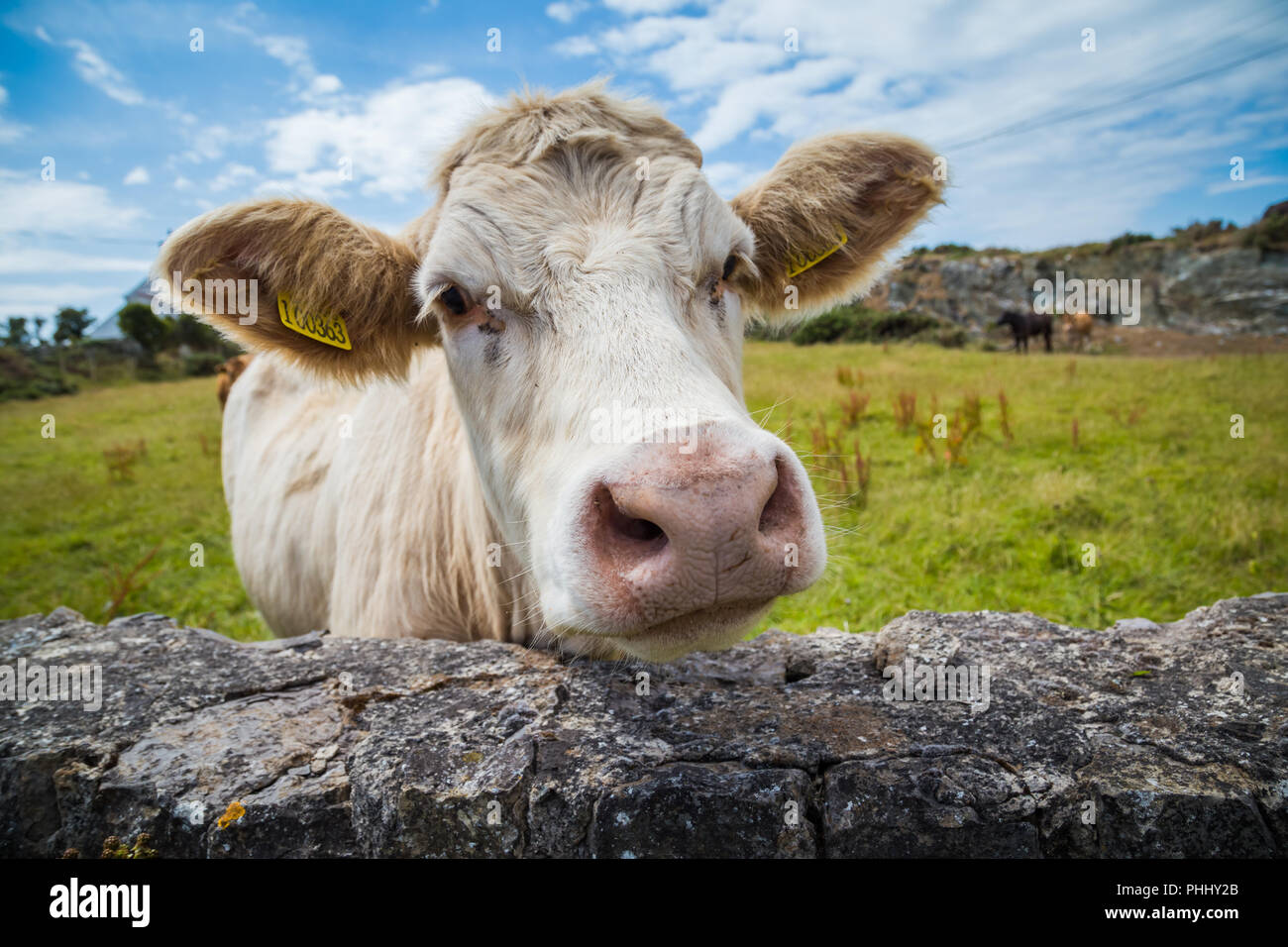 Welsh cow close-up Stock Photo - Alamy