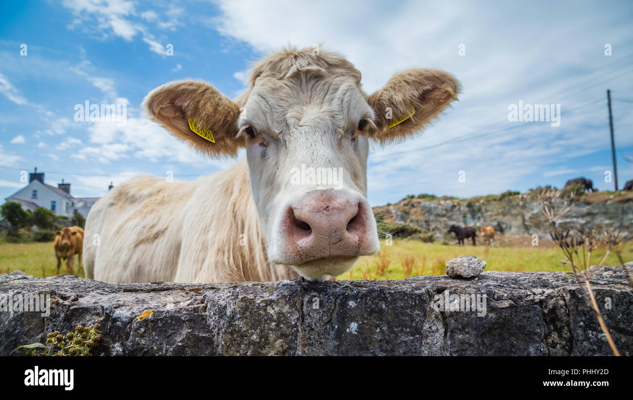 Welsh cow hi-res stock photography and images - Alamy