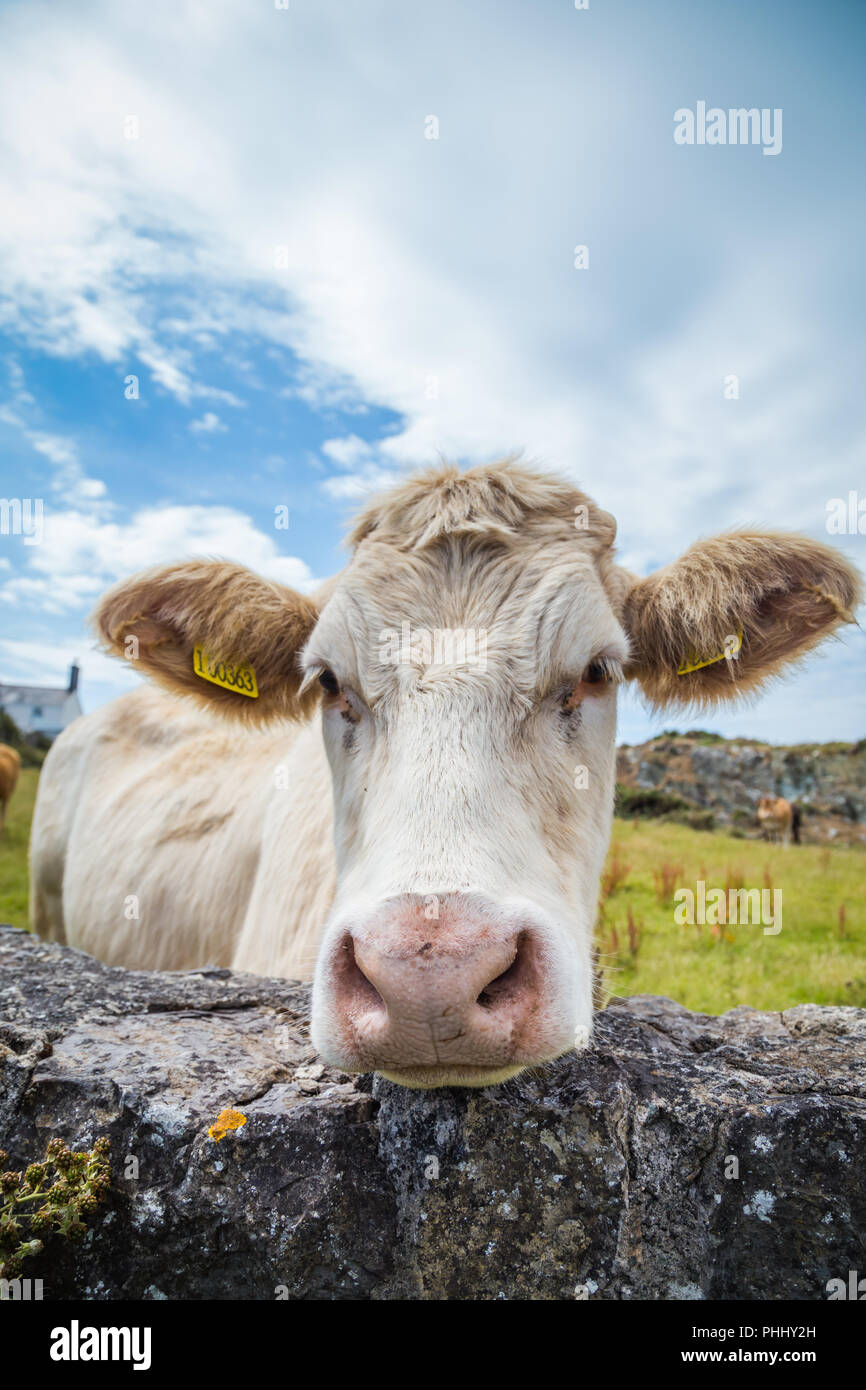 Welsh cow hi-res stock photography and images - Alamy